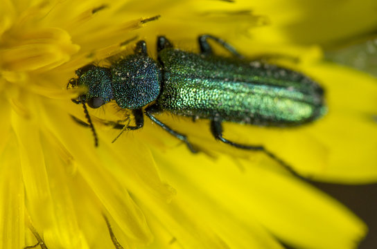 รูปภาพGekko – เลือกดูภาพถ่ายสต็อก เวกเตอร์ และวิดีโอ20,084 | Adobe Stock