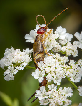 Dermaptera-Bilder: Stock-Fotos & -Videos. | Adobe Stock