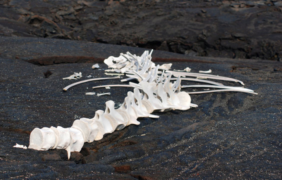 "Whale Bones" Images – Browse 299 Stock Photos, Vectors, and Video ...