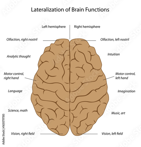 "Lateralization of the brain functions" Stock photo and royalty-free images on Fotolia.com - Pic ...