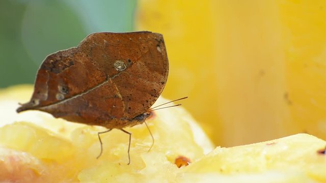 "Inachus Bilder – Durchsuchen 473 Archivfotos, Vektorgrafiken und ...