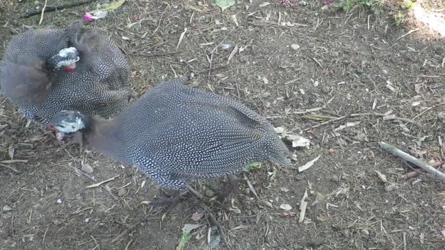 「Faraona」の写真素材 | 129件の無料イラスト画像 | Adobe Stock