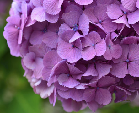 รูปภาพFlovers – เลือกดูภาพถ่ายสต็อก เวกเตอร์ และวิดีโอ2,784 | Adobe Stock