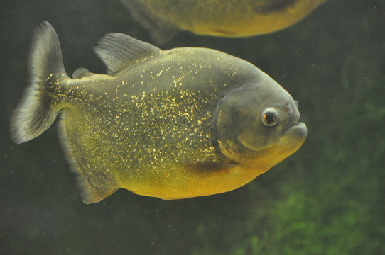 รูปภาพPirania – เลือกดูภาพถ่ายสต็อก เวกเตอร์ และวิดีโอ358 | Adobe Stock