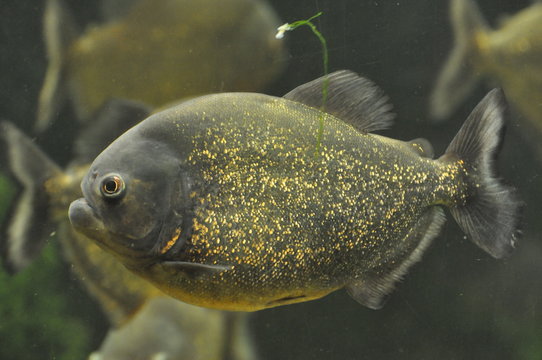 「Pirania」の写真素材 | 18,584件の無料イラスト画像 | Adobe Stock