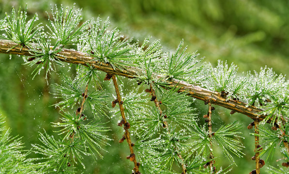 Microstrobilus 影像 – 瀏覽 262 個素材庫相片、向量圖和影片 | Adobe Stock