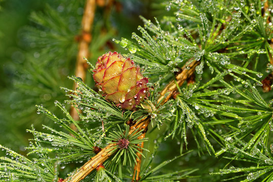 Microstrobilus Images – Browse 263 Stock Photos, Vectors, and Video ...