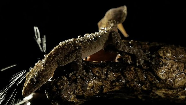 Imagens de Gekkota – Explore Fotografias do Stock, Vetores e Vídeos de ...