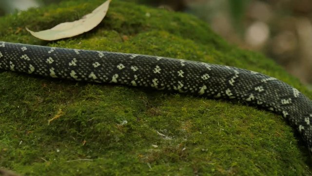 "Diamond Python" Images – Browse 218 Stock Photos, Vectors, and Video ...