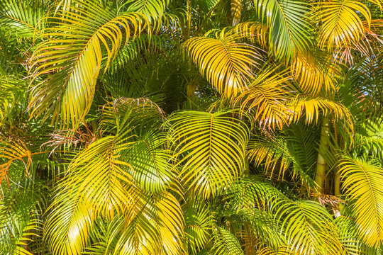 「Palmier-Multipliant」の写真素材 | 41件の無料イラスト画像 | Adobe Stock