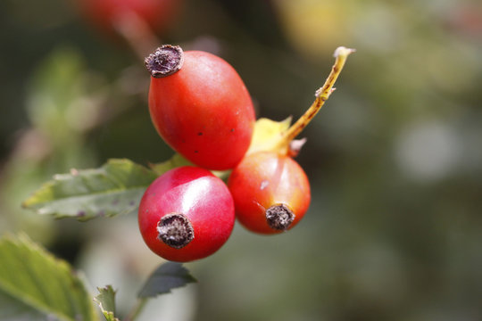 Hiffen Bilder – Durchsuchen 326 Archivfotos, Vektorgrafiken und Videos ...