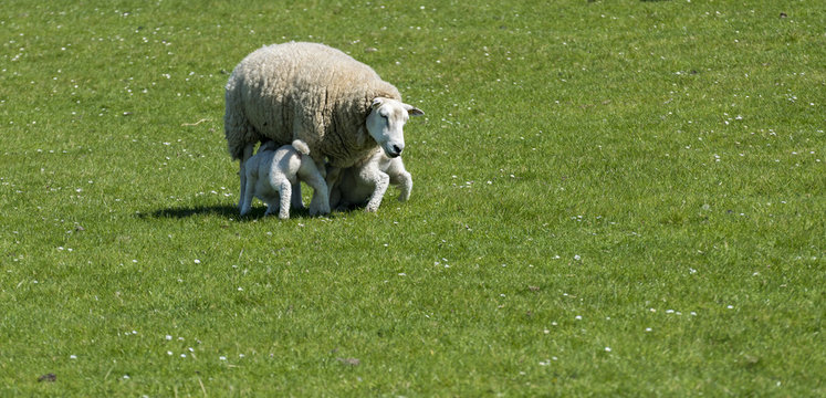 Zitze bilder – Bläddra bland 137 stockfoton, vektorer och videor ...