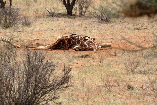 Kadaver bilder – Bläddra bland 1,703 stockfoton, vektorer och videor ...