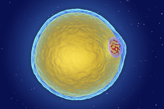 "Fat Cell" Images – Browse 6,682 Stock Photos, Vectors, and Video ...