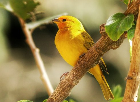 Canarinho Imagens – Procure 24,491 fotos, vetores e vídeos | Adobe Stock