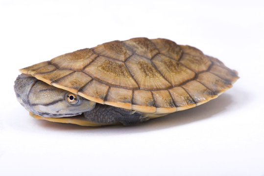 Phrynops Images – Browse 50 Stock Photos, Vectors, and Video | Adobe Stock