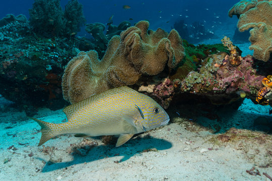 รูปภาพPutzerfisch – เลือกดูภาพถ่ายสต็อก เวกเตอร์ และวิดีโอ78 | Adobe Stock