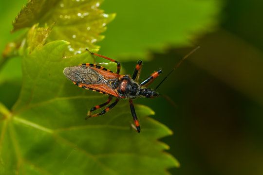 รูปภาพHarpactorinae – เลือกดูภาพถ่ายสต็อก เวกเตอร์ และวิดีโอ81 | Adobe ...