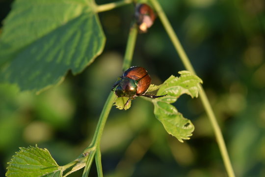 June Bug Images Browse 4 566 Stock Photos Vectors And Video