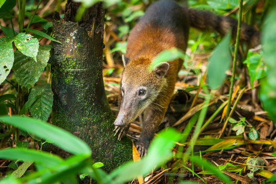 Nosuh Bilder – Durchsuchen 25 Archivfotos, Vektorgrafiken und Videos ...
