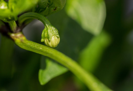 รูปภาพKirschpaprika – เลือกดูภาพถ่ายสต็อก เวกเตอร์ และวิดีโอ142 | Adobe ...