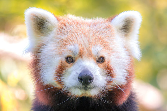 Red Panda Face Close Up