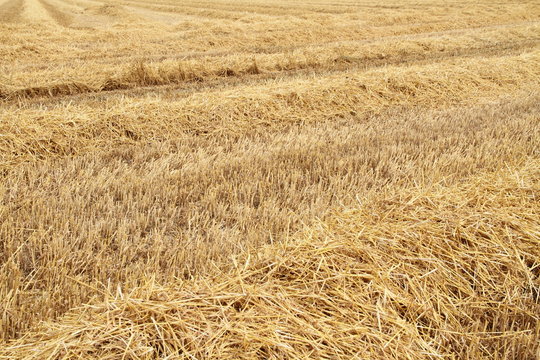 รูปภาพStoppel – เลือกดูภาพถ่ายสต็อก เวกเตอร์ และวิดีโอ2,208 | Adobe Stock