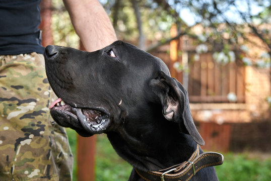 รูปภาพBoarhound – เลือกดูภาพถ่ายสต็อก เวกเตอร์ และวิดีโอ121 | Adobe Stock