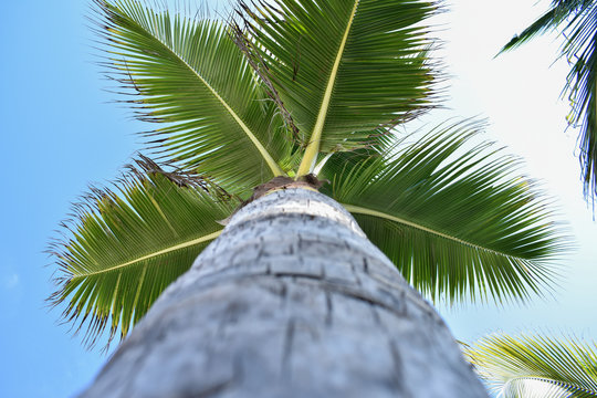 รูปภาพFronda – เลือกดูภาพถ่ายสต็อก เวกเตอร์ และวิดีโอ1,209 | Adobe Stock