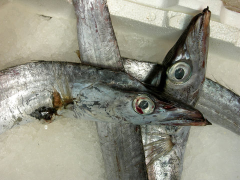 รูปภาพBeltfish – เลือกดูภาพถ่ายสต็อก เวกเตอร์ และวิดีโอ67 | Adobe Stock