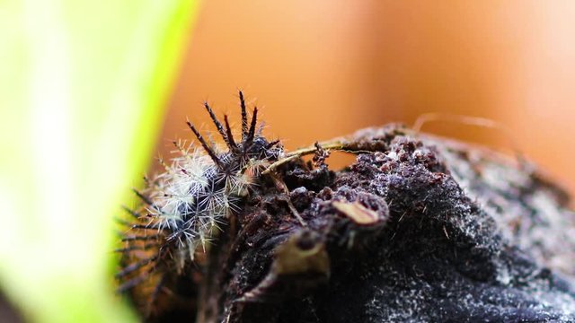 Imágenes de Marandova: descubre bancos de fotos, ilustraciones ...