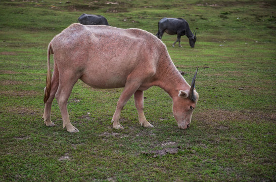 รูปภาพTamaraw – เลือกดูภาพถ่ายสต็อก เวกเตอร์ และวิดีโอ157 | Adobe Stock