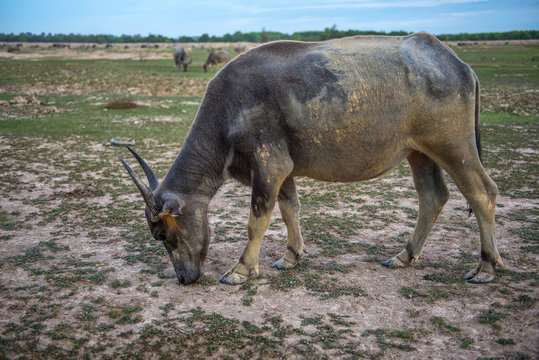รูปภาพTamaraw – เลือกดูภาพถ่ายสต็อก เวกเตอร์ และวิดีโอ157 | Adobe Stock