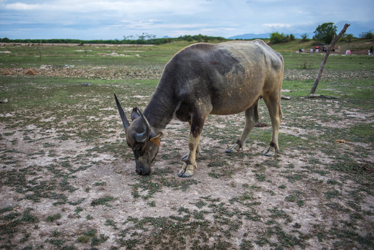 รูปภาพTamaraw – เลือกดูภาพถ่ายสต็อก เวกเตอร์ และวิดีโอ157 | Adobe Stock