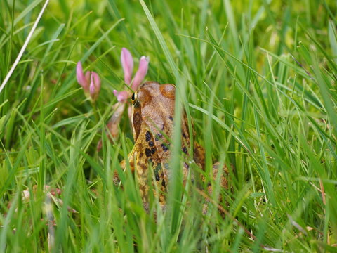 Batracio bilder – Bläddra bland 68 stockfoton, vektorer och videor ...