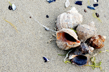 Seashells photos, royalty-free images, graphics, vectors & videos ...
