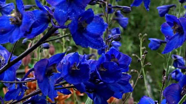 Delphinium Images – Parcourir 12,424 le catalogue de photos, vecteurs ...