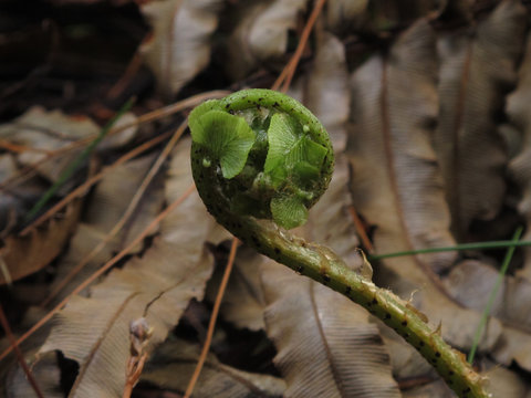 "Baby Fern"-Bilder: Stock-Fotos & -Videos. | Adobe Stock