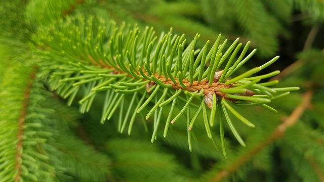 Fichtenbaum Billeder – Gennemse 195 stockfotos, vektorer og videoer ...
