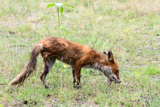 「Fleischwunde」の写真素材 | 21件の無料イラスト画像 | Adobe Stock