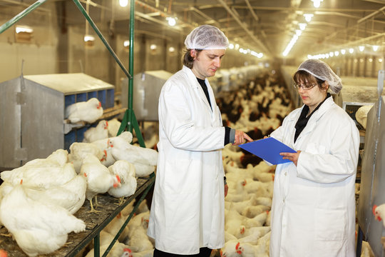 "Live Chicken" Bilder – Durchsuchen 162 Archivfotos, Vektorgrafiken und ...