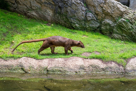 รูปภาพ"Fossa – เลือกดูภาพถ่ายสต็อก เวกเตอร์ และวิดีโอ45,970 | Adobe Stock