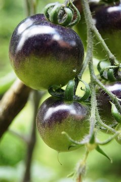 Tomatenstaude Images – Parcourir 130 le catalogue de photos, vecteurs ...