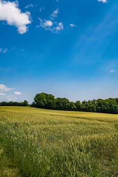 Kornmark Images – Browse 36 Stock Photos, Vectors, and Video | Adobe Stock