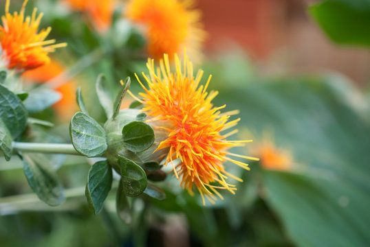 Carthame Images – Browse 59 Stock Photos, Vectors, and Video | Adobe Stock