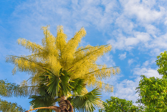 "Buri Palm" Billeder – Gennemse 97 stockfotos, vektorer og videoer ...