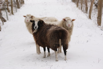 Schaf photos, royalty-free images, graphics, vectors & videos | Adobe Stock