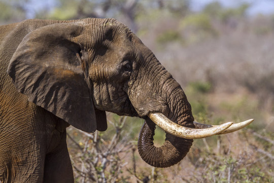 รูปภาพTusker – เลือกดูภาพถ่ายสต็อก เวกเตอร์ และวิดีโอ5,489 | Adobe Stock