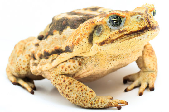 Sapo Bilder – Durchsuchen 2,989 Archivfotos, Vektorgrafiken und Videos ...