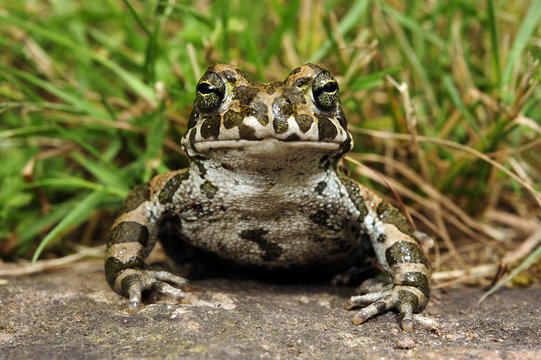 "Sapo Verde"-Bilder: Stock-Fotos & -Videos. | Adobe Stock